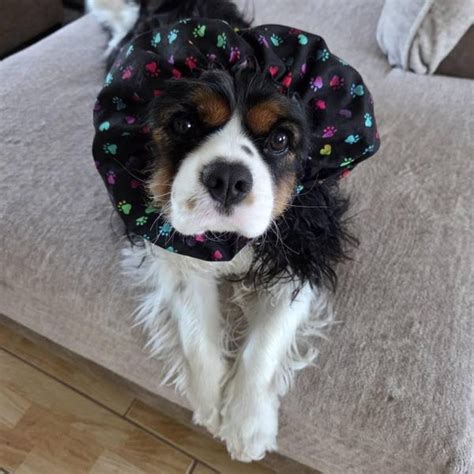 Dog Snood Long Ear Protector For Cavalier Spaniels And Basset Hounds Etsy