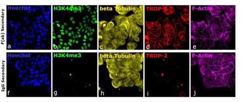 Fab And Fab2 Fragment Secondary Antibodies Thermo Fisher