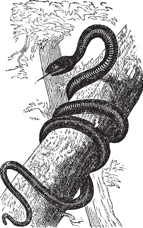 Coluber Constrictor Priapus Png Vector Psd And Clipart With