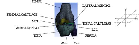 Finite Element Model Of Knee Joint Of The Left Leg Along With Download Scientific Diagram