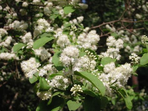 サワフタギ苗木植木雑木の生産販売通信販売通販