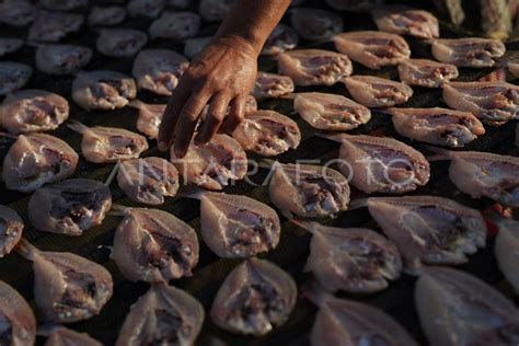 Harga Ikan Asin Bombana Antara Foto