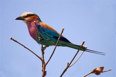 Download Zambia Lilac Breasted Roller Wallpaper
