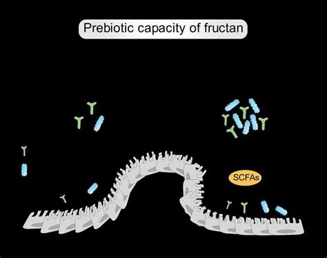 Prebiotic Properties Of Fructans Principally They Selectively