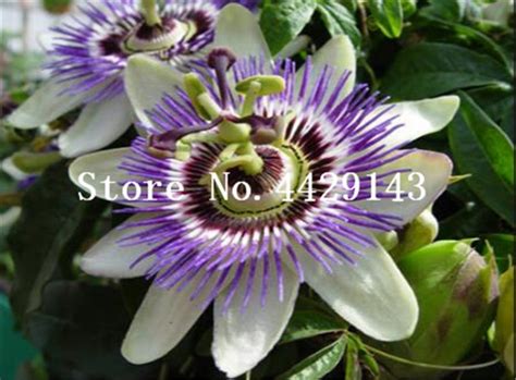 Discounted 100 Pcs Blue Passion Flower Seeds Free Shipping Worldwide