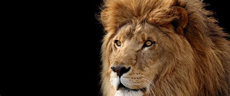 Mac Os X Lion Wallpaper 4k Lion Black Background Stock