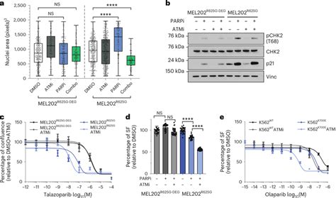 Parpi And Atmi Combination Treatment Lower The G2m Checkpoint Ab Box