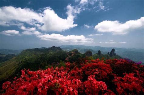 遂昌高坪杜鹃花景 高山鹃花图片 遂昌花 第4页 大山谷图库