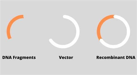 What Is A Vector Biology Examples