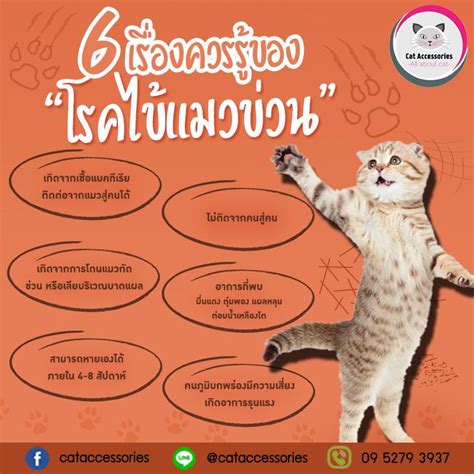 🐱6 เรื่องควรรู้ โรคไข้แมวข่วน🐱 📡 กดเข้ากลุ่ม สนทนาความรู้เกี่ยวกับ