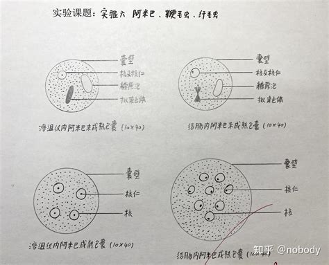 人体寄生虫实验报告绘图 知乎