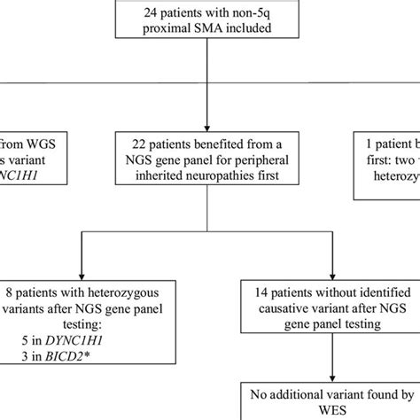 Diagram Of Genetic Testing And Identified Variants Sma Spinal Muscular