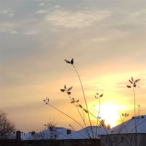 Guohua Zhang Youtube