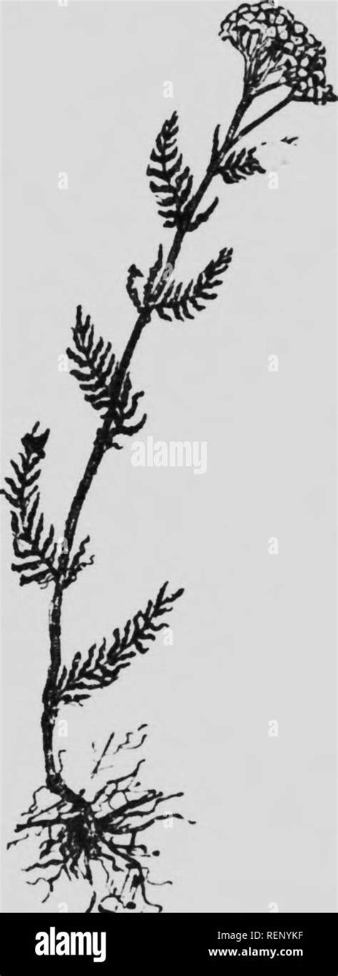 Mille Feuille Black And White Stock Photos Images Alamy