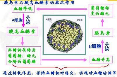 胰脂肪酶 大山谷图库