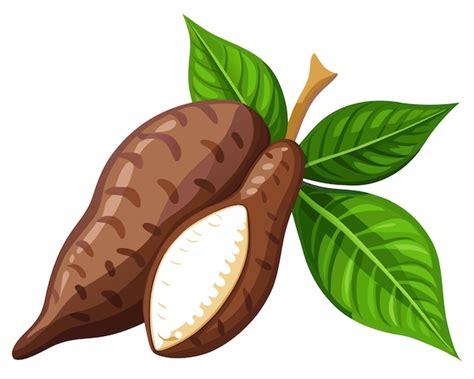 Cassava Vector Illustration Isolated In White Background Premium Ai