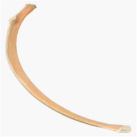 3d Model Kangaroo Red Necked Wallaby Rib T10 Turbosquid 2069492