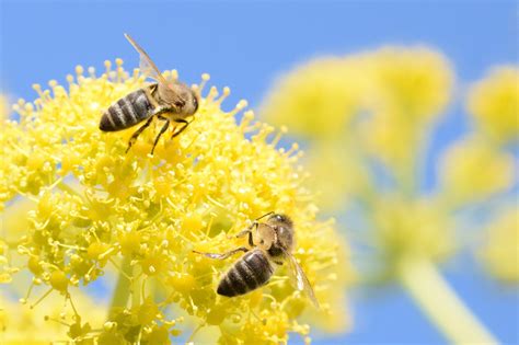 Pappa Reale Per Bambini Benefici E Controindicazioni Ohga