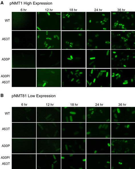 time course of α synuclein aggregation α synuclein was expressed using