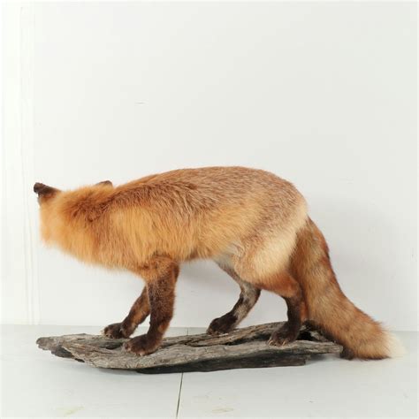 Red Fox Full Body Taxidermy Mount Ebth