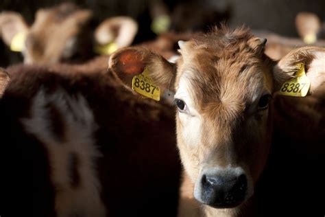 Methane Mitigation Understanding The Rumen Microbiome Dairy Global