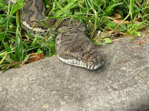 Travels With Lil Parrots And Pythons