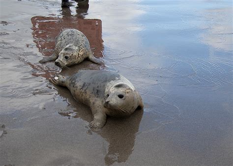 Cornish Seal Sanctuary Photo Gallery
