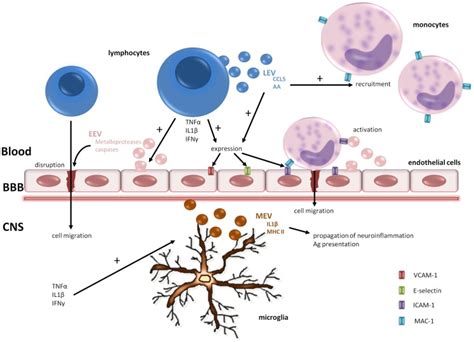 Pathogenic Roles Of Ev In Ms Evs Are Involved In The Transendothelial Download Scientific