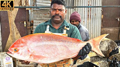Kasimedu 🔥 Speed Selvam Red Snapper Fish Cutting In Kasimedu 4k
