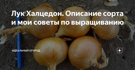 Лук Халцедон. Описание сорта и мои советы по выращиванию | Идеальный ...