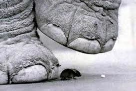 Myth Mash Are Elephants Afraid Of Mice
