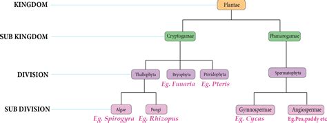 Kingdom Plantae Chart