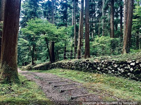 森林地帯の木の写真・画像素材 5017809 Snapmart（スナップマート）