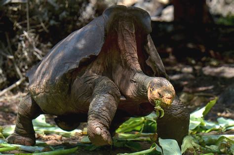 Giant Tortoise Diego A Hero To His Species Is Home Borneo Post Online
