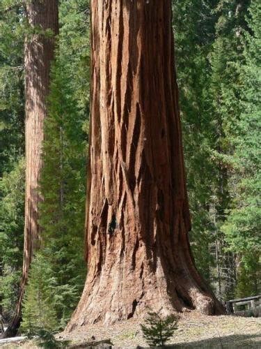 25 Seed Per Pack Sequoiadendron Giganteum Giant Sequoia Sierra Redwood