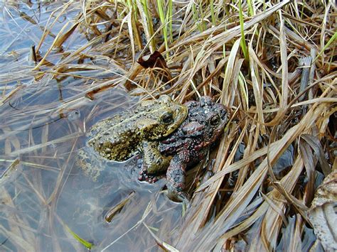 Western Toad Jasper National Park