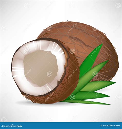 Coco Rachado E Coco Inteiro Ilustração Do Vetor Ilustração De Nave