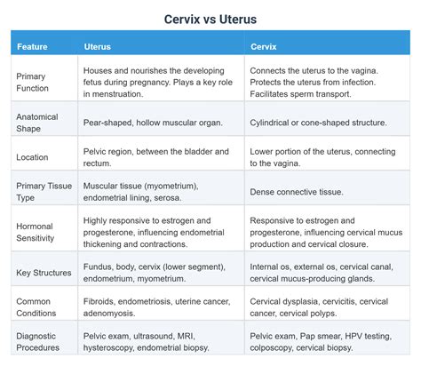 Cervix Vs Uterus