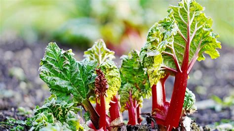 Tajomstvo šťavnatej Rebarbory Čo Robiť Aby Sa Jej Darilo