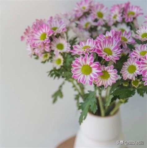 比千頭菊還要美的斑紋菊可以盆栽也可以做切花養護簡單開花多 每日頭條