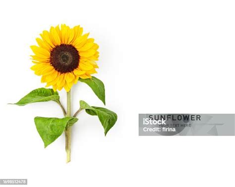 줄기가 있는 노란색 해바라기 꽃과 흰색 배경에 분리된 잎 해바라기에 대한 스톡 사진 및 기타 이미지 해바라기 컷아웃
