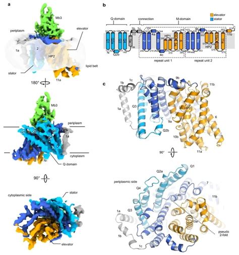 새로운 종류의 세포막 수송체의 분자 구조 밝히는 데 성공
