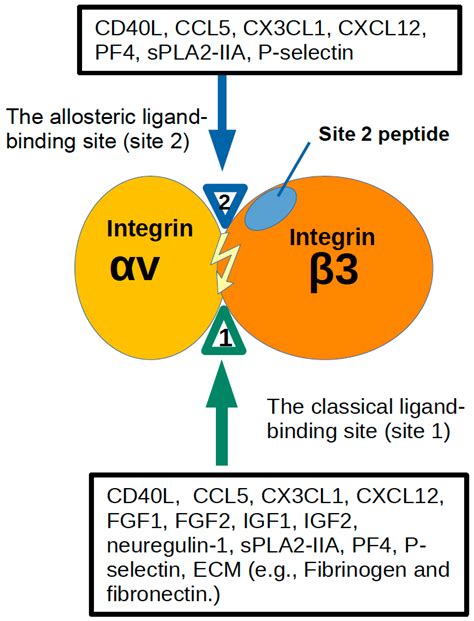 Cells Free Full Text Virtual Screening Of Protein Data Bank Via Docking Simulation