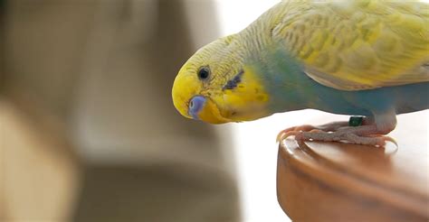 The Tilting Truth Unraveling The Mystery Behind Head Tilt In Birds