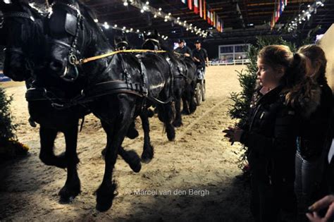 Friese Paard 1