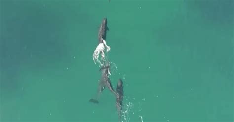Drone Captures Rare Moment As Whales Take Down Juvenile Shark