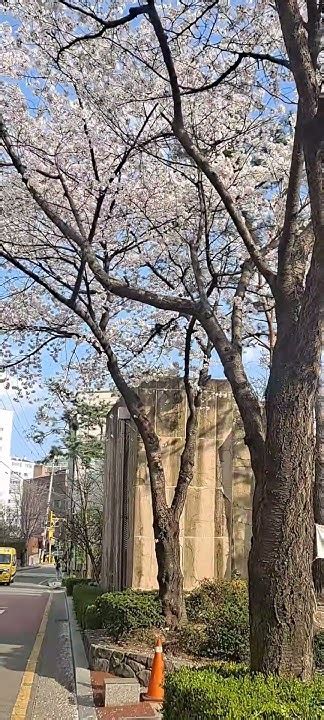 꽃잎이 떨어져 바람인줄 알았더니 세월이구나 Youtube