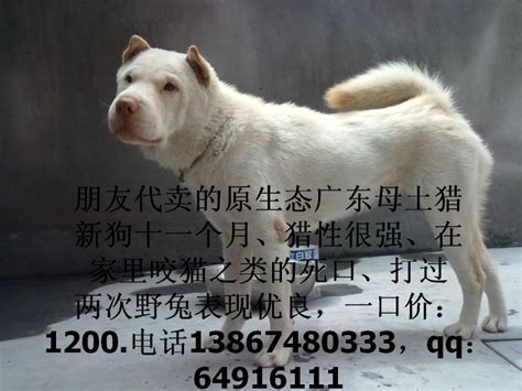 下司广西土猎犬小山大山潜力犬出售 宠物送养区 杭州19楼
