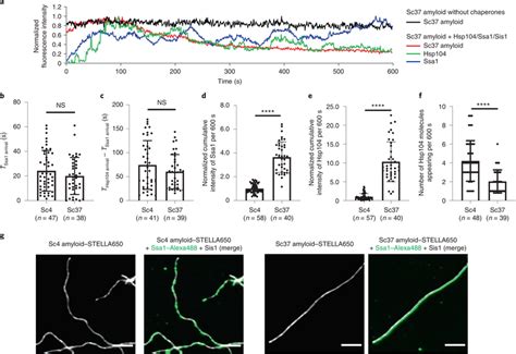 Chaperone Binding Is Enhanced And Repeated Binding Of Hsp104 Is Reduced Download Scientific