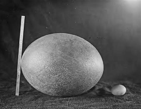 12 Elephant Bird Aepyornis Egg From Madagascar Shown With Chicken